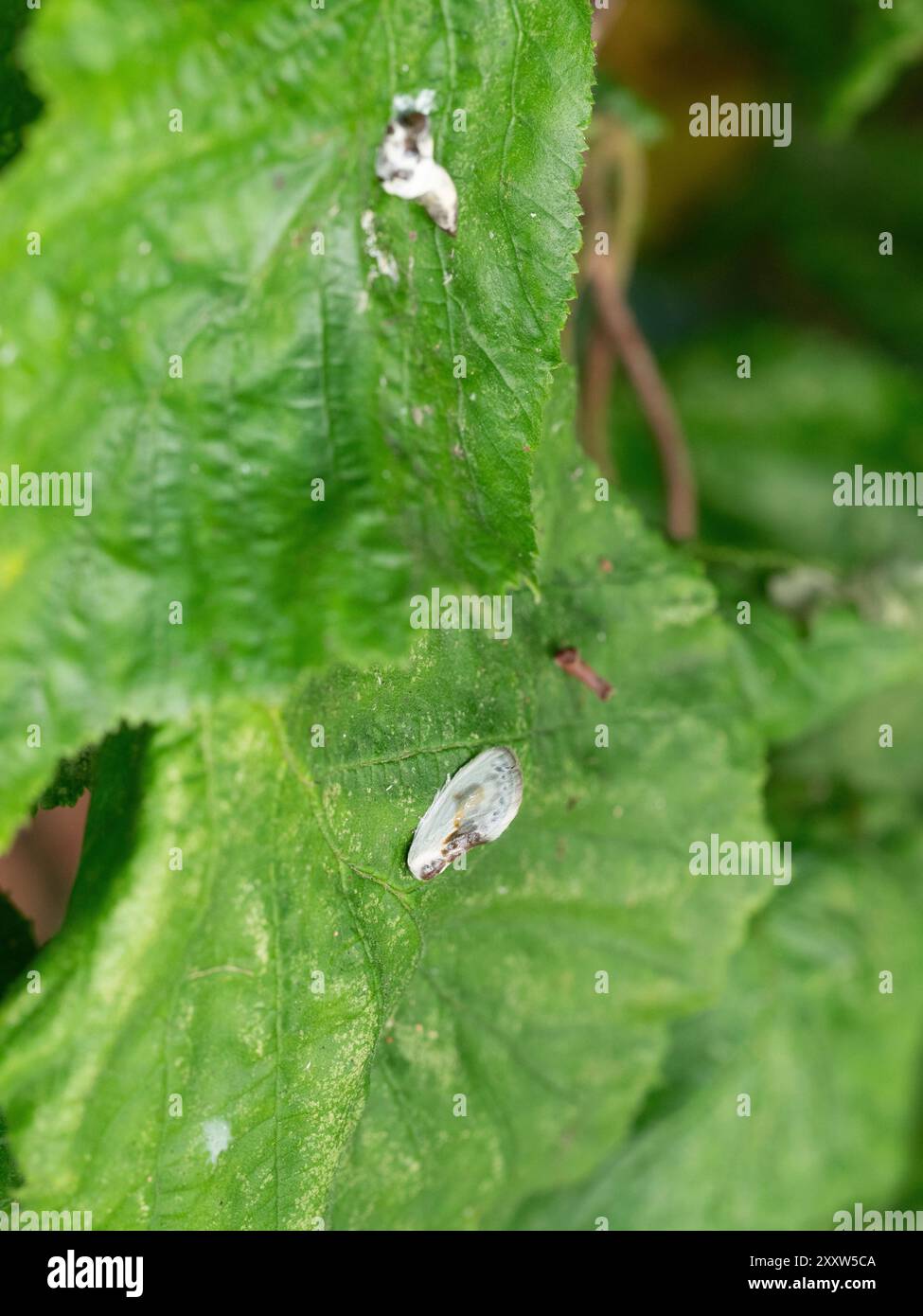 Cilix glaucata, the Chinese character moth, showing its likeness to ...