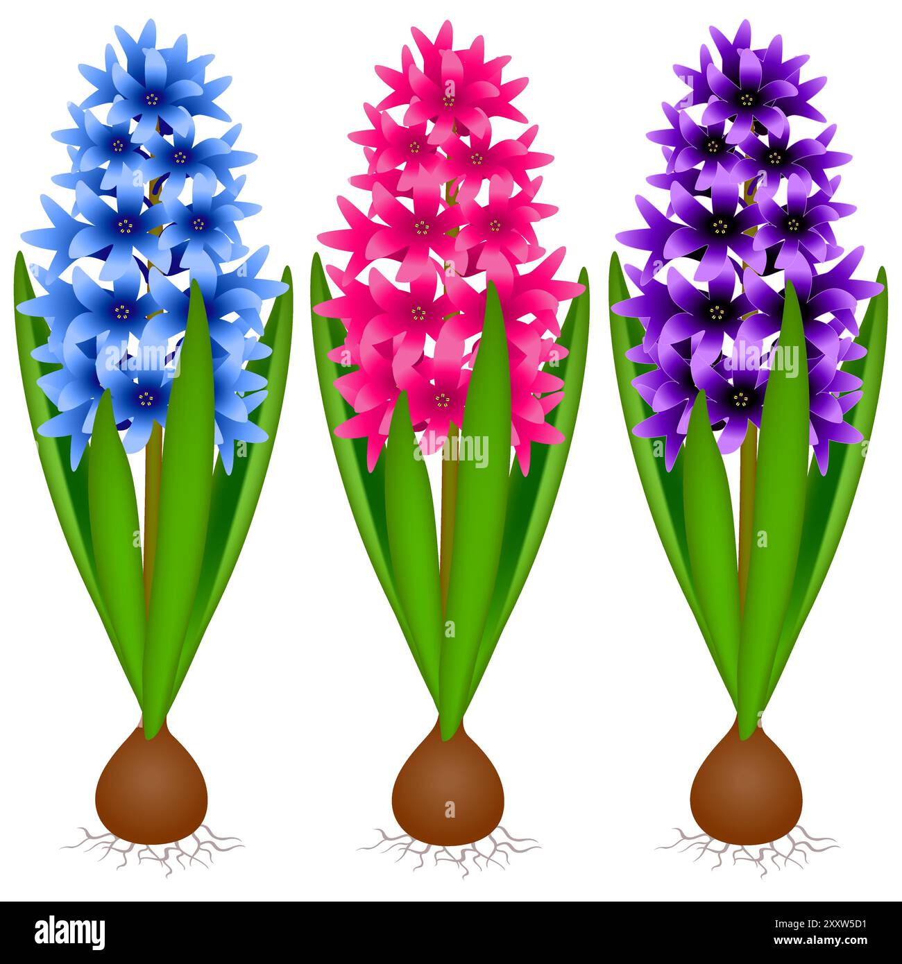 Set of colored hyacinths isolated on white background Stock Vector ...