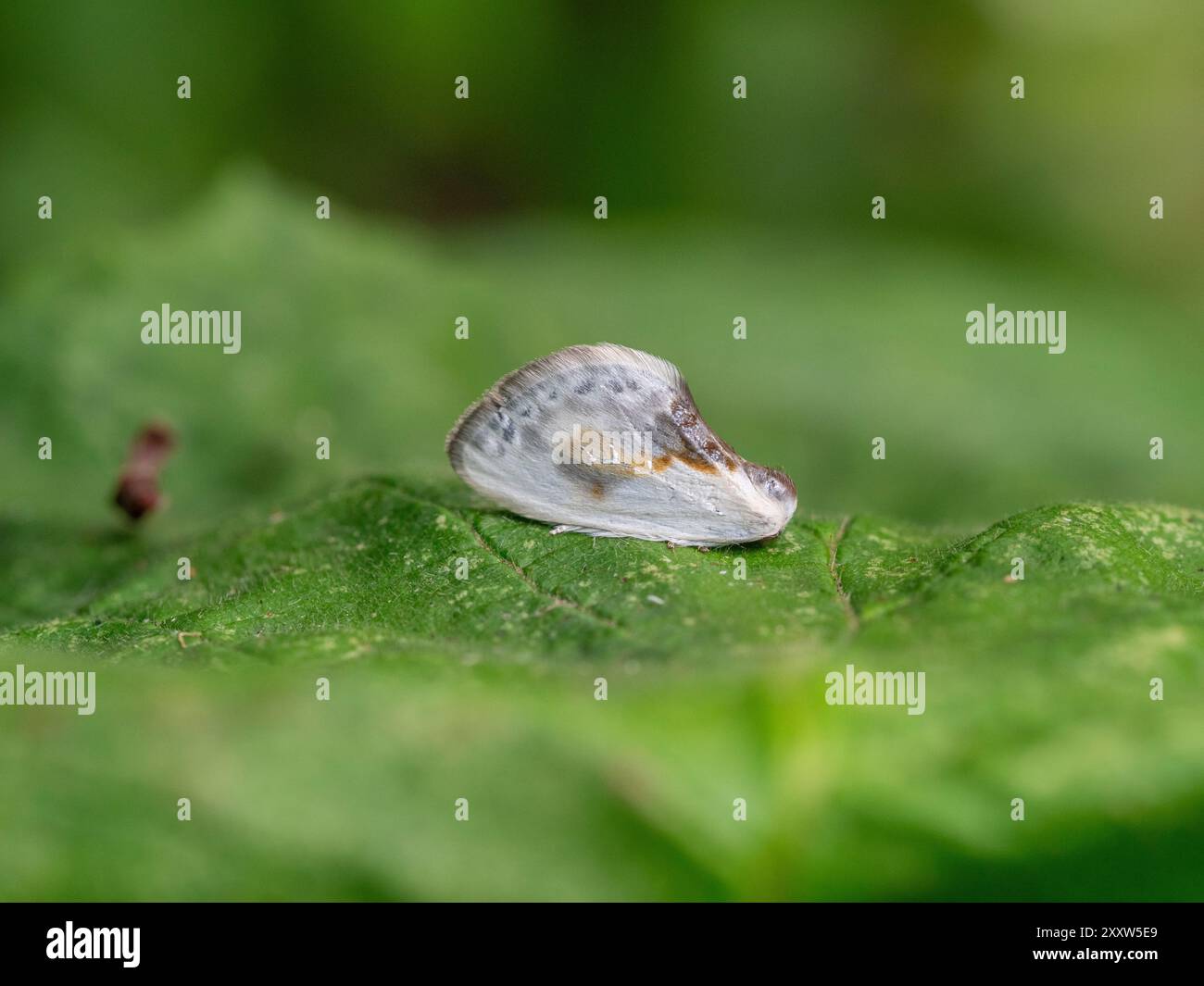 Cilix glaucata, the Chinese character moth Stock Photo - Alamy
