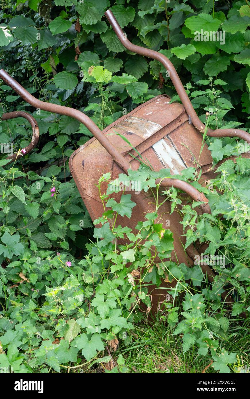 Rusty Wheelbarrow covered in white Bryony Stock Photo - Alamy