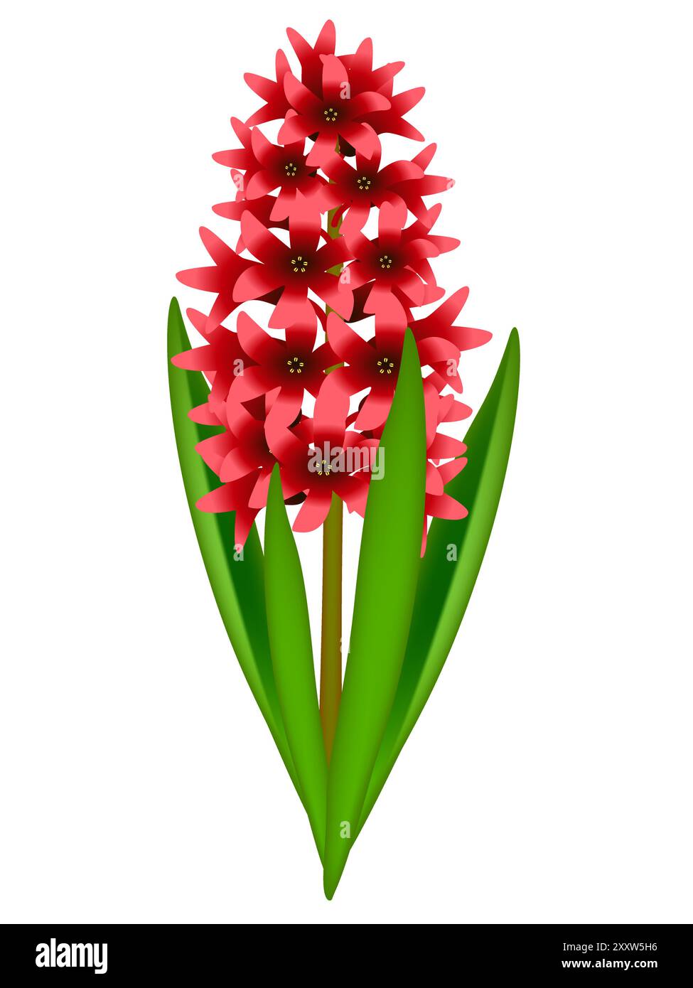 Red hyacinth isolated on white background, element for design Stock ...