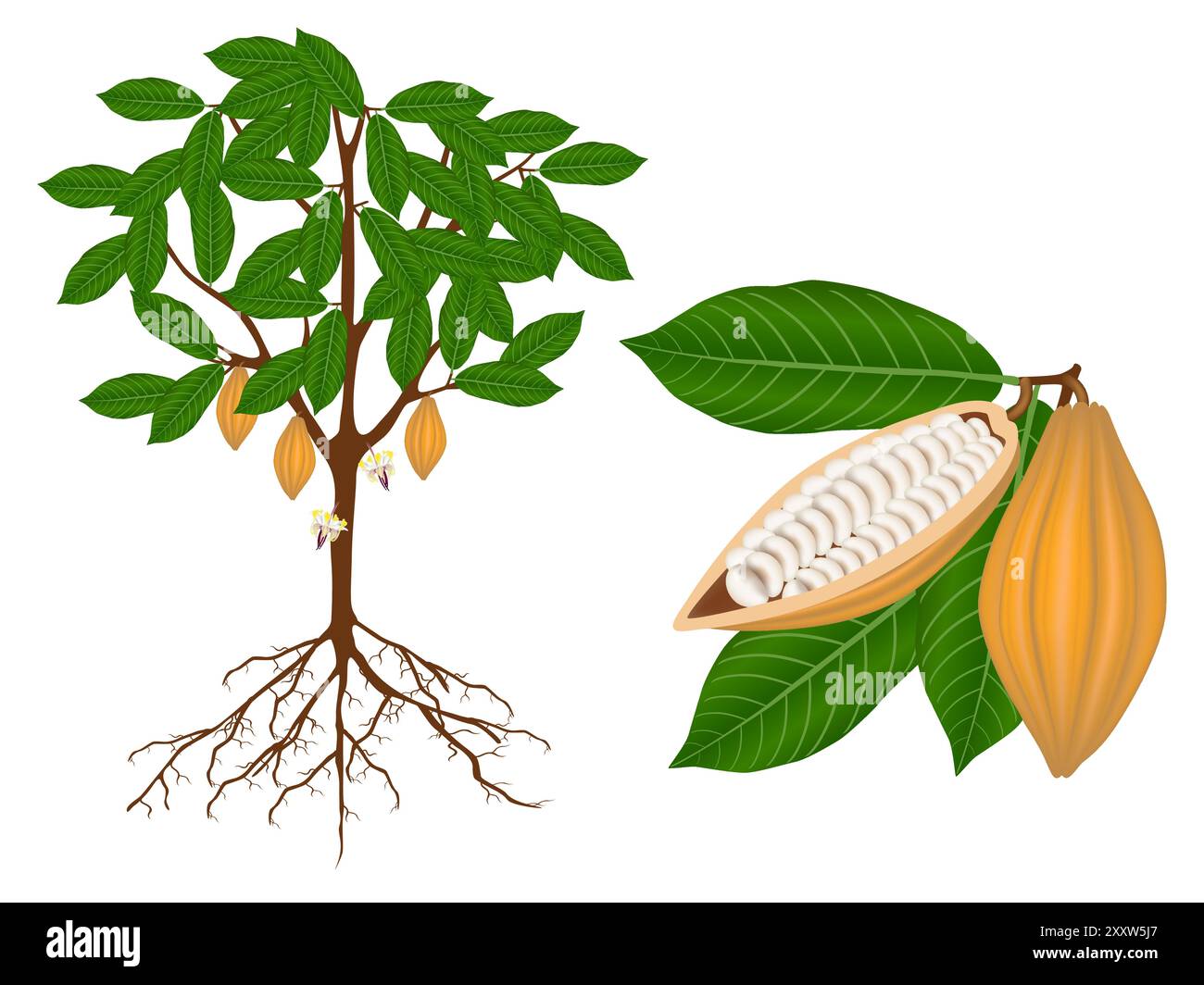 Cocoa plant roots hi-res stock photography and images - Alamy