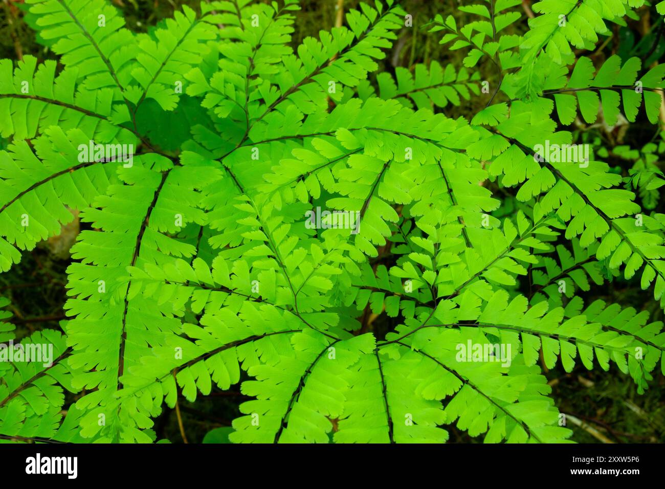 Five-finger fern (Adiantum aleuticum) along Trail of Ten Falls, Silver ...