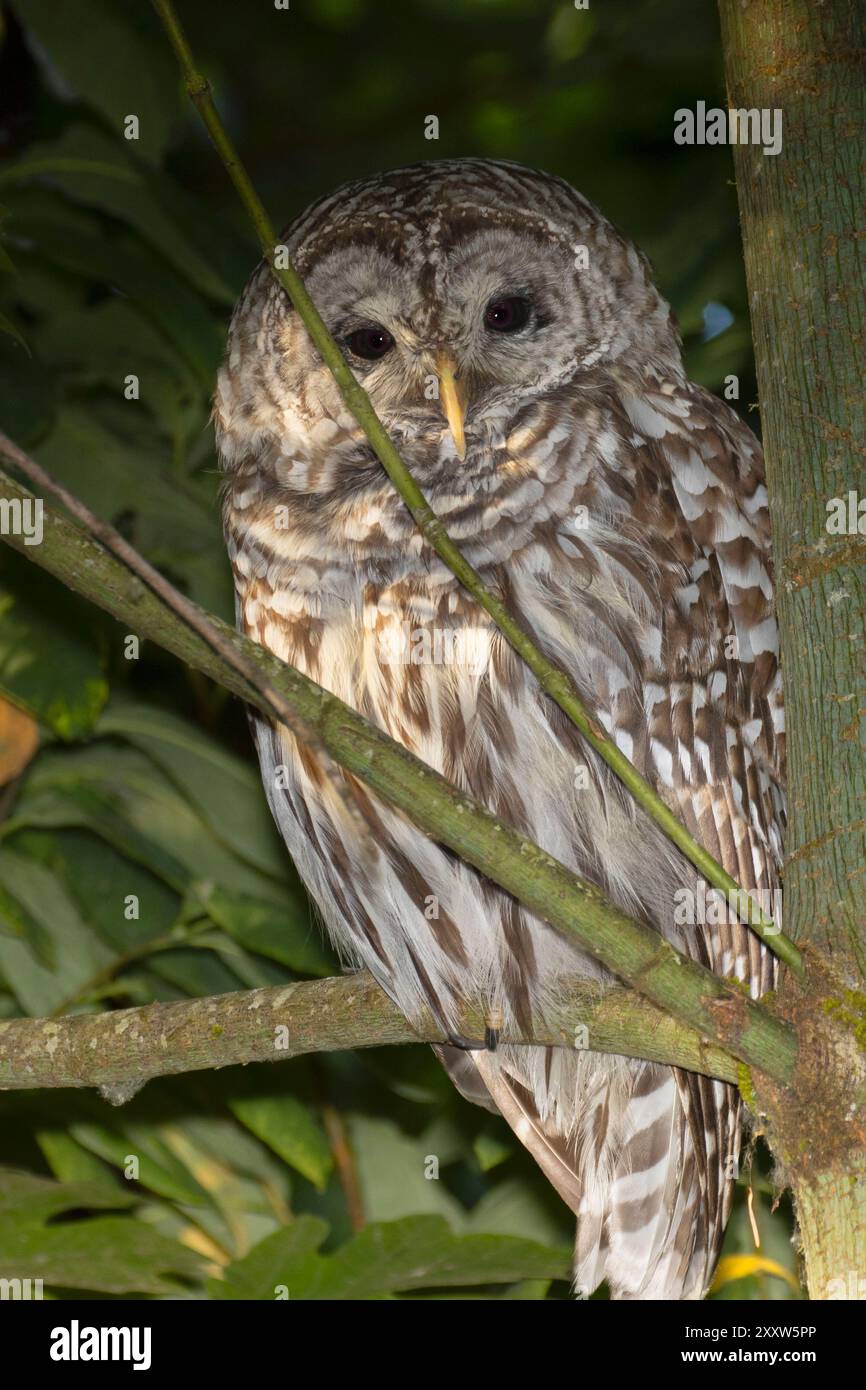 Northern barred owl (Strix varia), Willamette Mission State Park ...