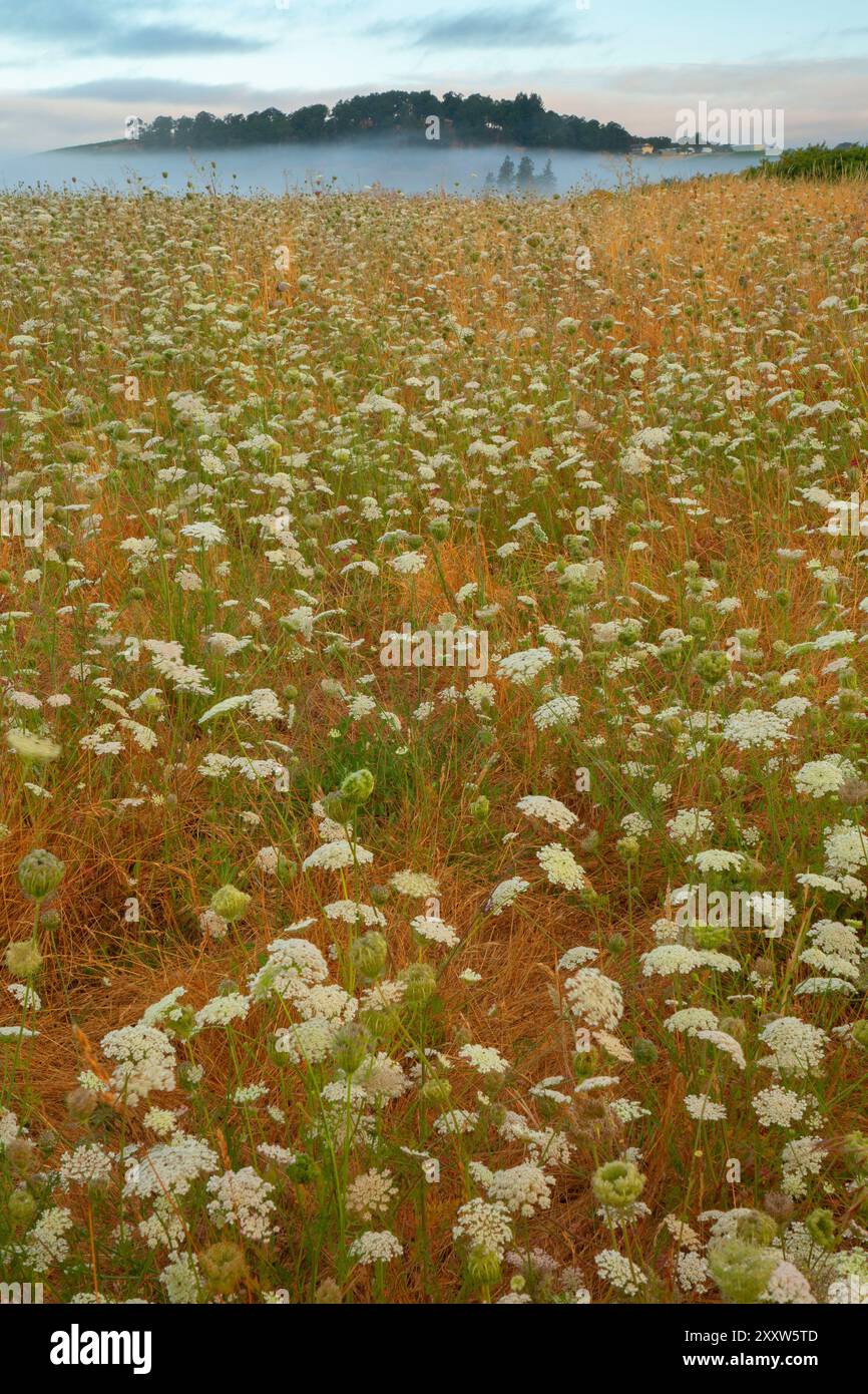 Queen Anne's lace (Daucus carota) along Moffitti Morgan Loop Trail ...