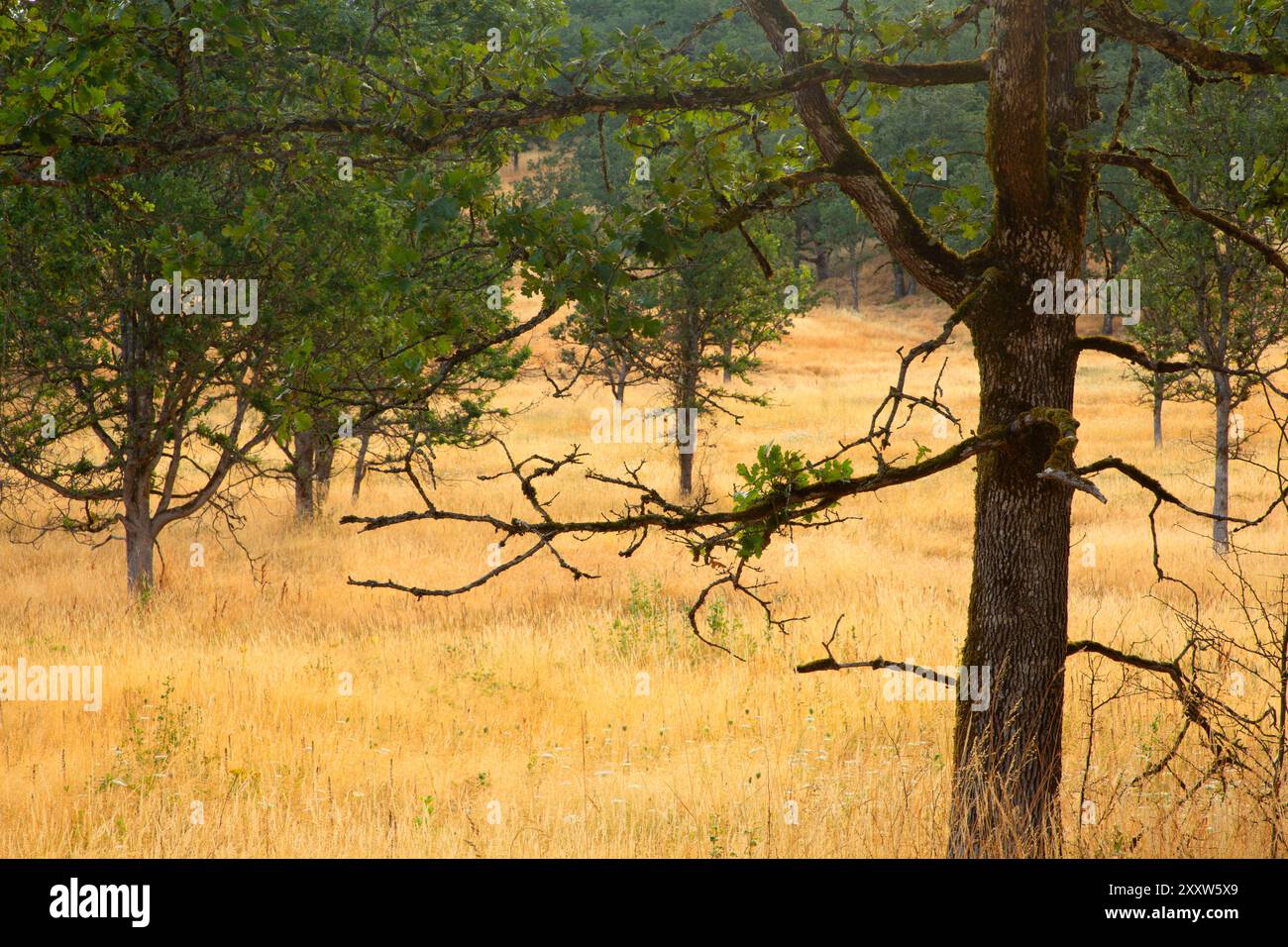 Oregon white oak (Quercus garryana) along Moffitti Morgan Loop Trail ...