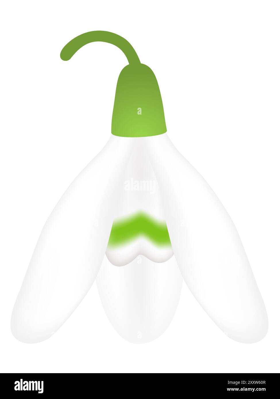 Snowdrop flower isolated on white background, design element Stock ...