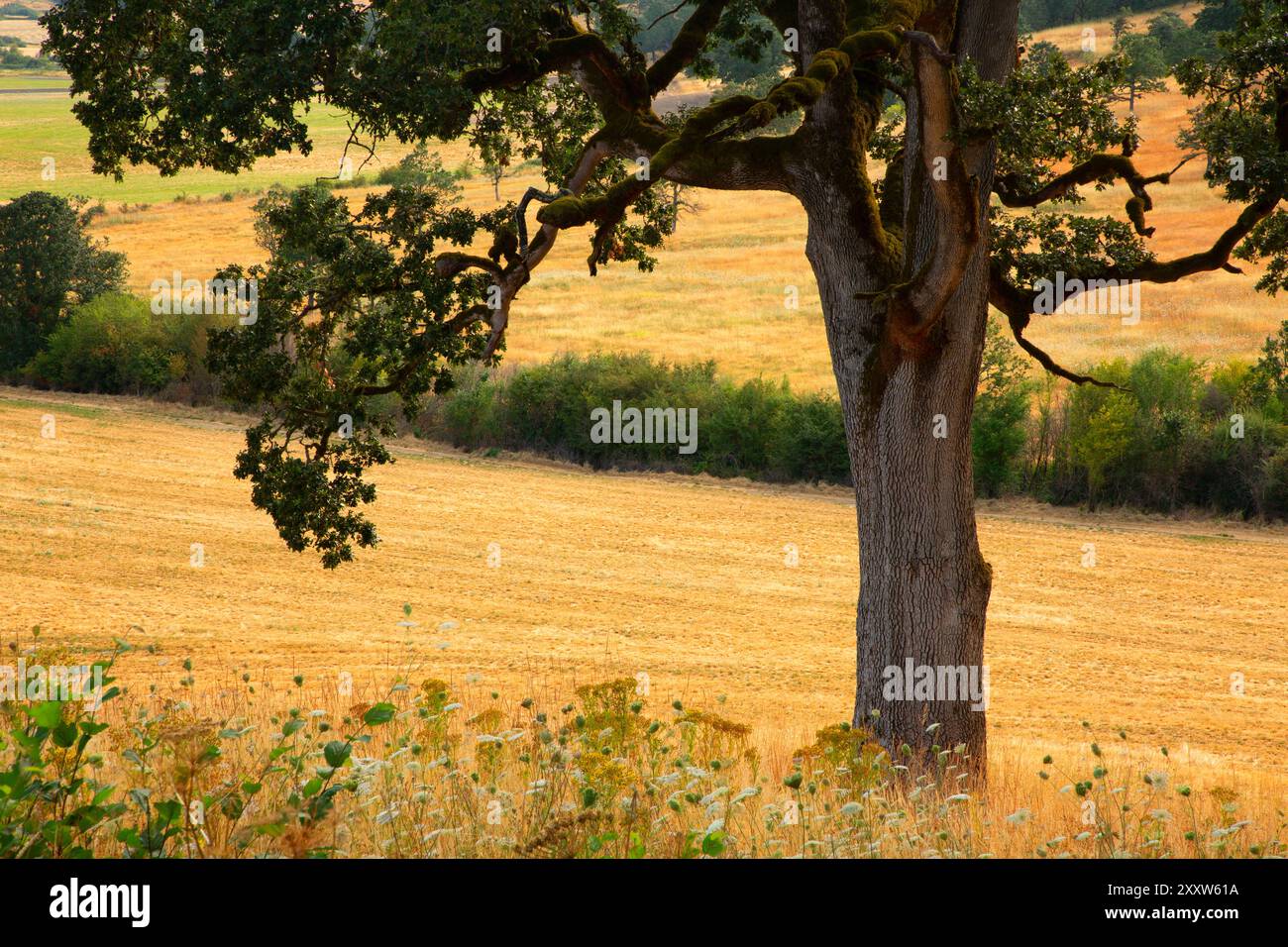 Oregon white oak (Quercus garryana) along Moffitti Morgan Loop Trail ...