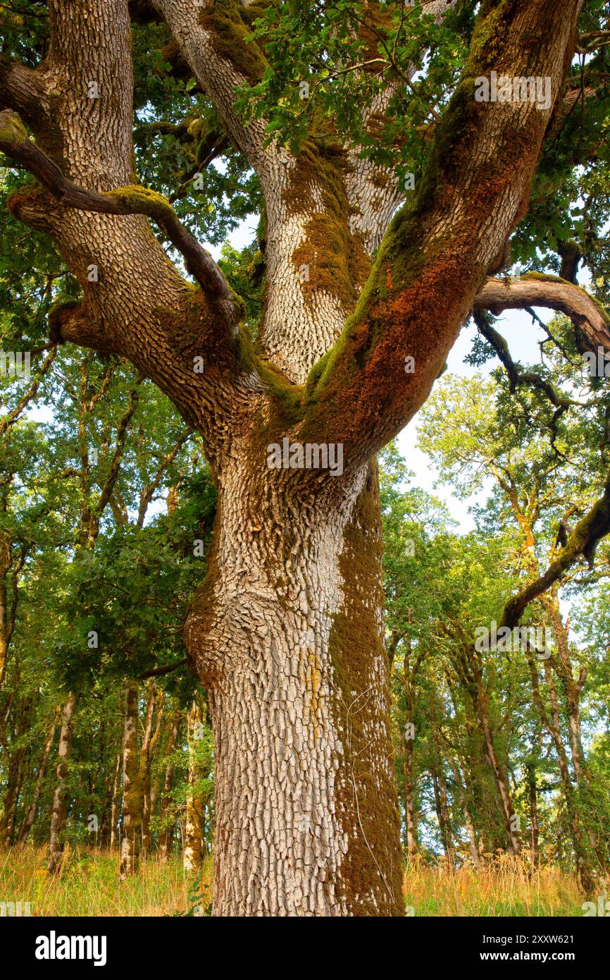 Oregon white oak (Quercus garryana) along Moffitti Morgan Loop Trail ...