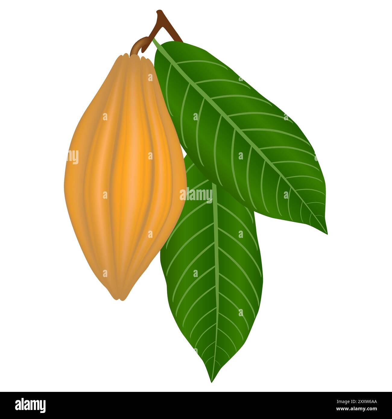 Cocoa pod illustration Cut Out Stock Images & Pictures - Alamy