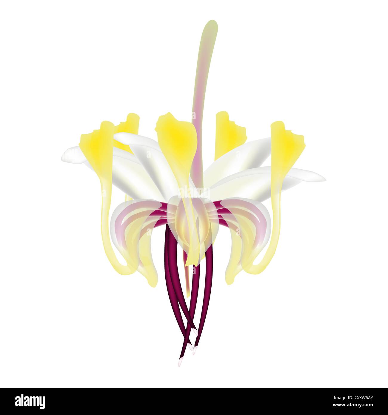 Cocoa flower isolated on white background Stock Vector Image & Art - Alamy