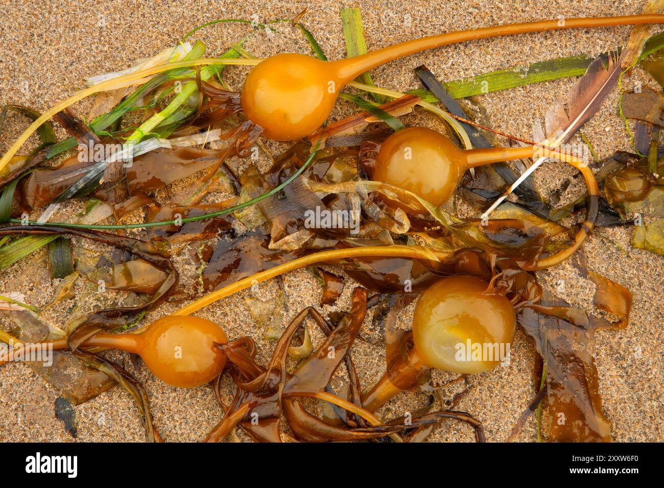 Kelp on beach, Roads End State Park, Oregon Stock Photo - Alamy