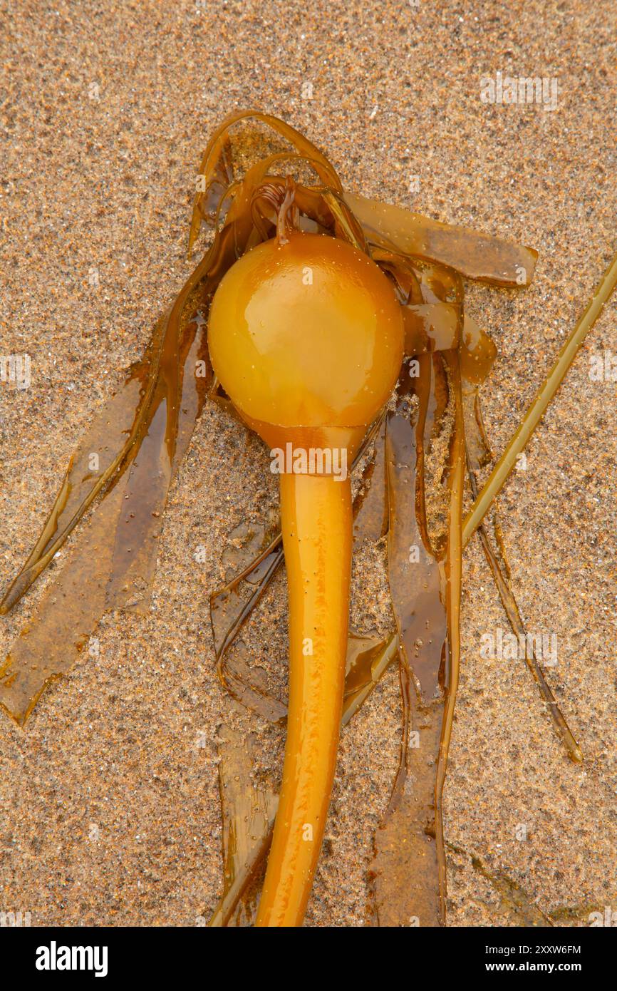 Kelp on beach, Roads End State Park, Oregon Stock Photo - Alamy