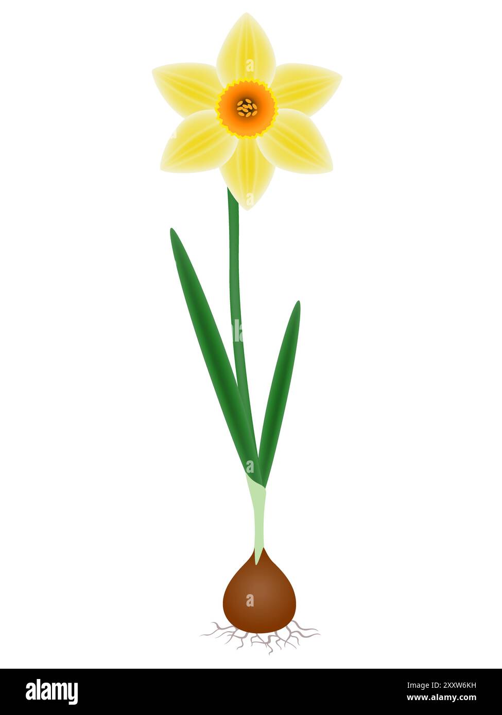 Corm plant Stock Vector Images - Alamy