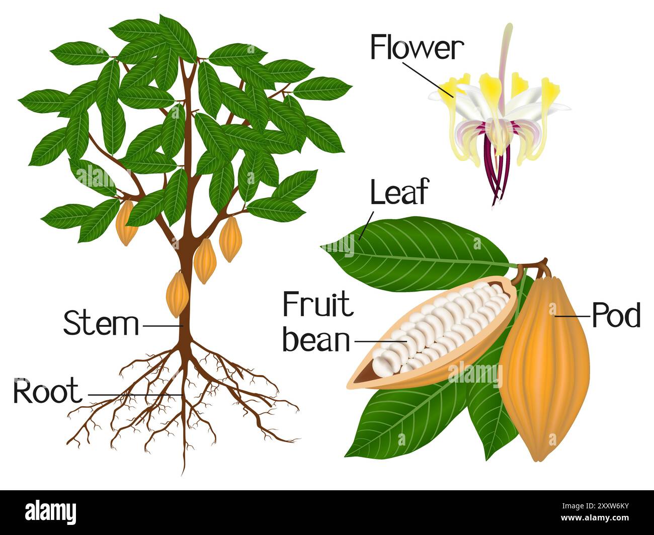 An illustration showing parts of a cocoa plant Stock Vector Image & Art - Alamy