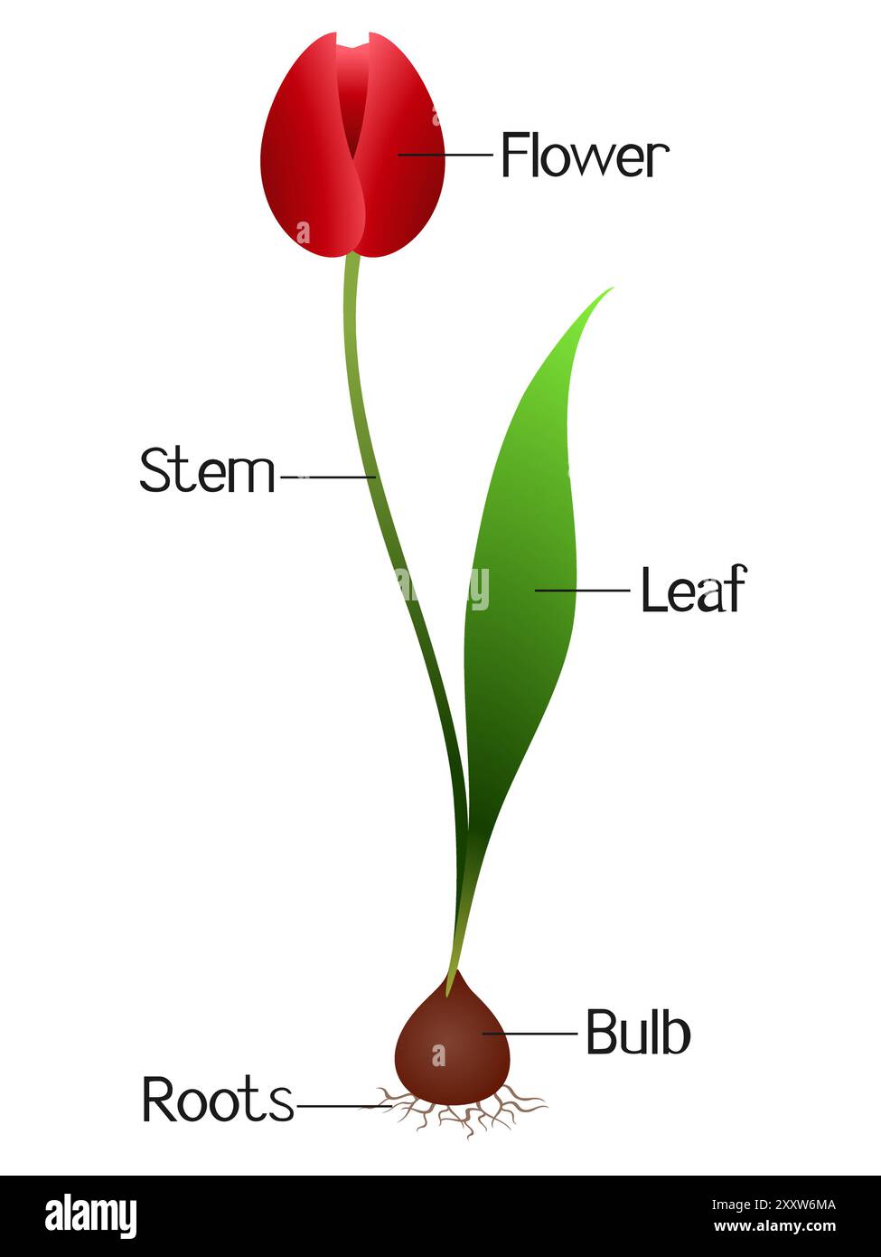 Parts of a tulip hi-res stock photography and images - Alamy