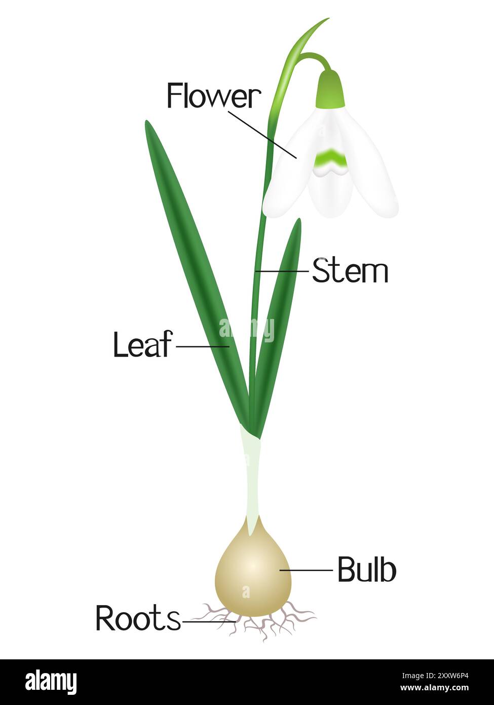 An illustration showing parts of a snowdrop plant Stock Vector Image ...