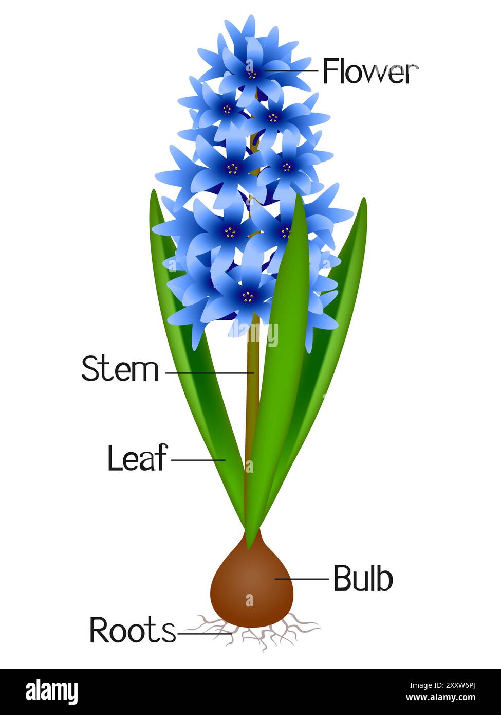 An illustration showing parts of a hyacinth plant Stock Vector Image ...