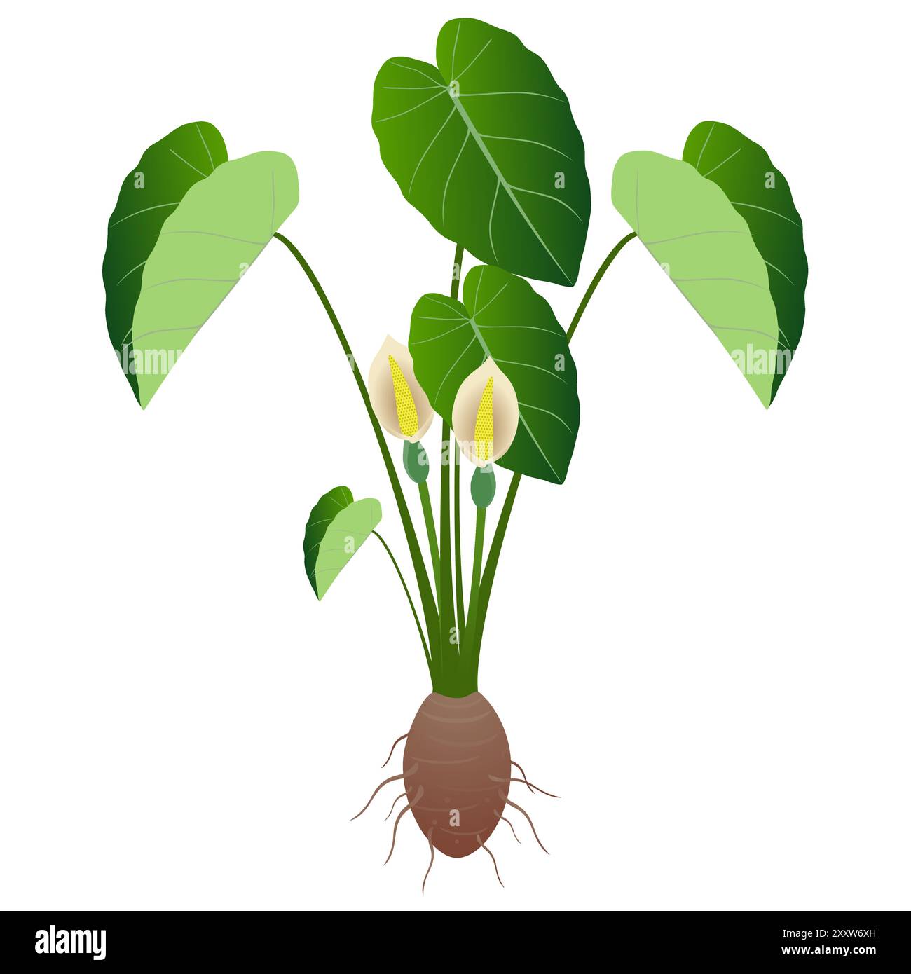 Taro plant with flowers and tuber on a white background Stock Vector ...