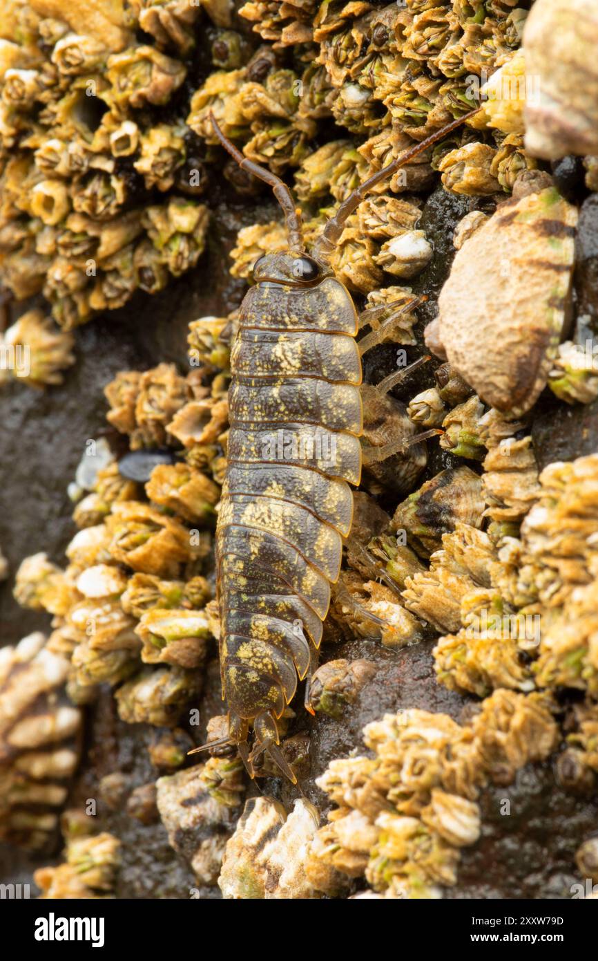 Rock louse (Ligia pallasii), Roads End State Park, Oregon Stock Photo ...