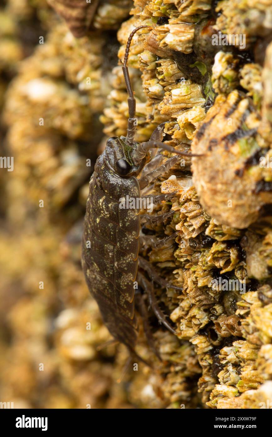 Rock louse (Ligia pallasii), Roads End State Park, Oregon Stock Photo ...