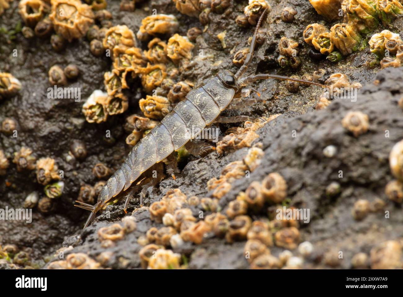 Ligia pallasii hi-res stock photography and images - Alamy