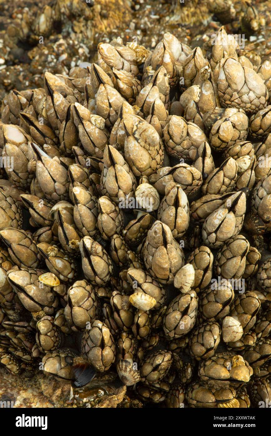 Gooseneck barnacles (Pollicipes polymerus), Roads End State Park ...
