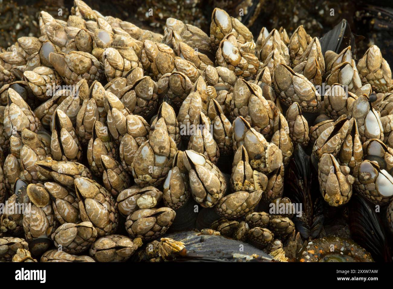 Gooseneck barnacles (Pollicipes polymerus), Roads End State Park ...