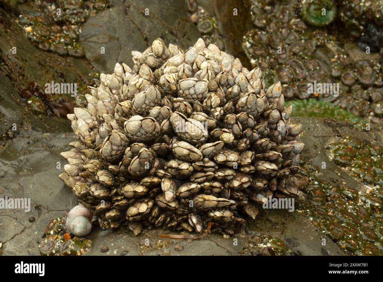 Gooseneck barnacles (Pollicipes polymerus), Roads End State Park ...