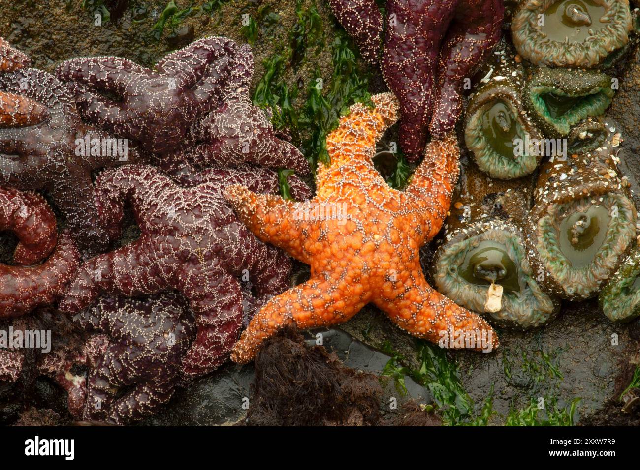 Ochre starfish (Pisaster ochraceous) with Giant green anemone ...
