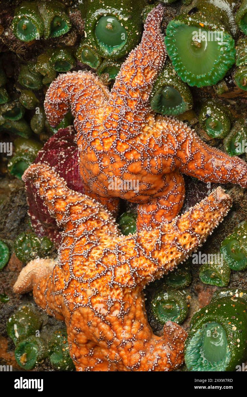 Ochre starfish (Pisaster ochraceous) with Giant green anemone ...