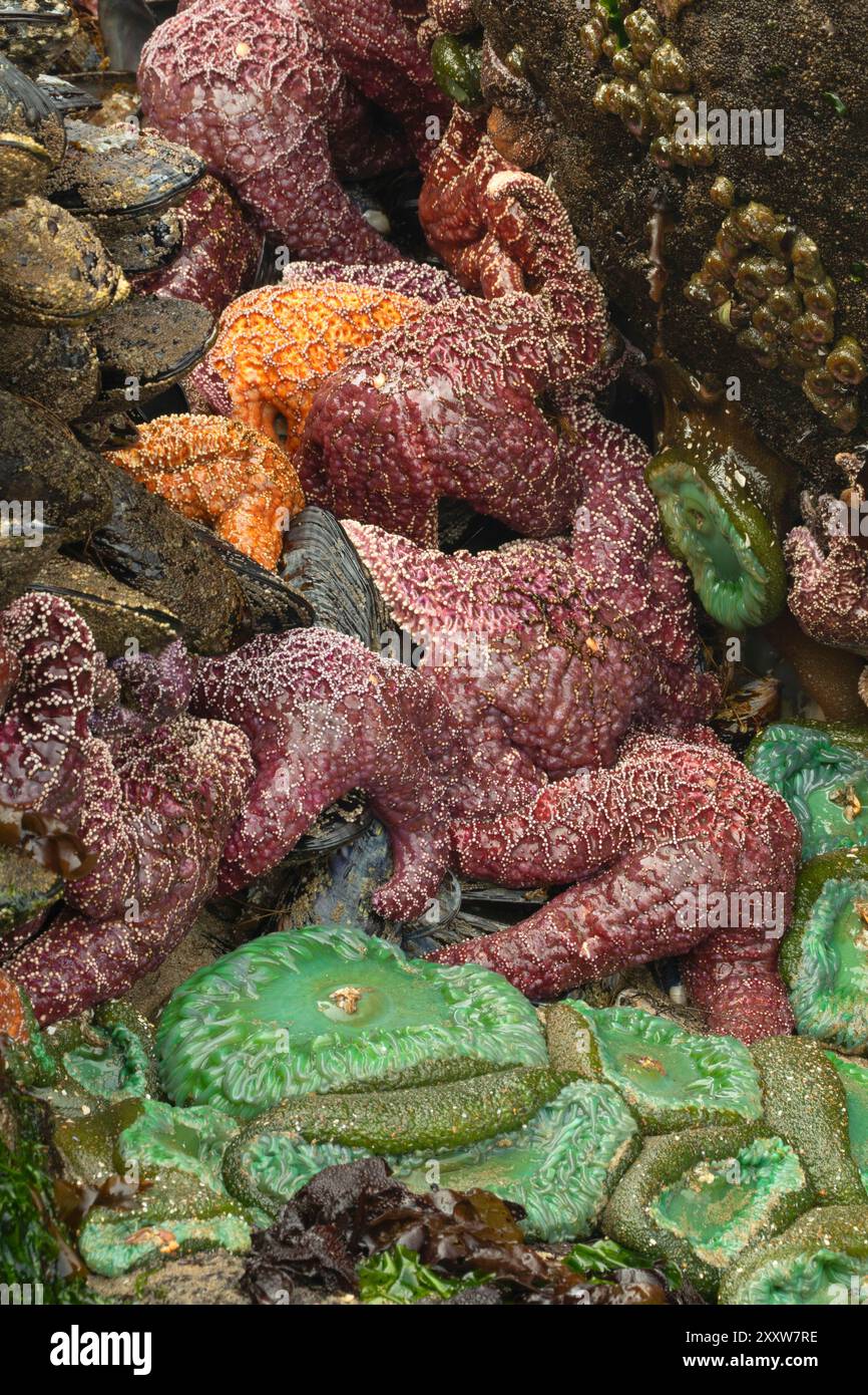 Ochre starfish (Pisaster ochraceous) with Giant green anemone ...