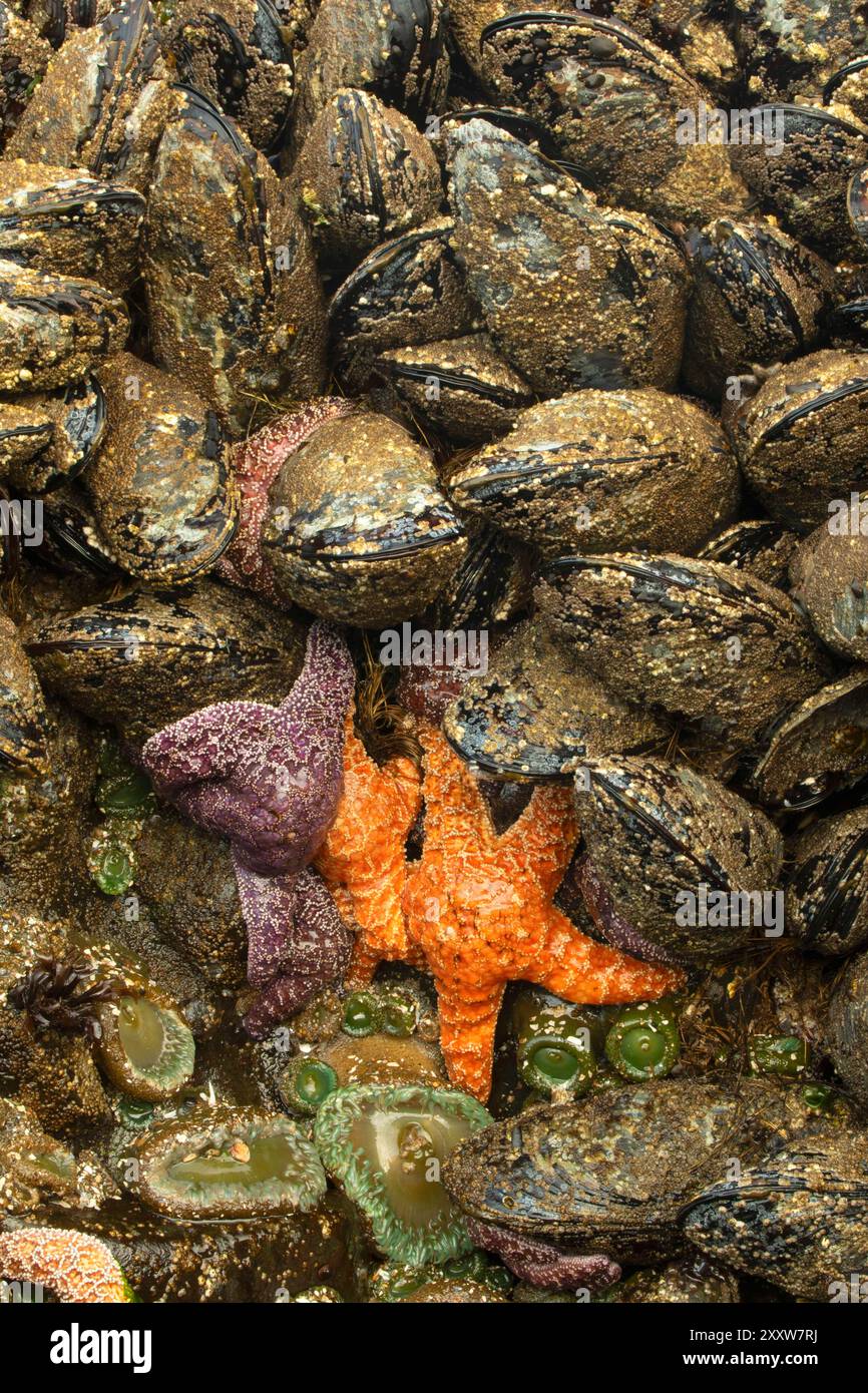 Ochre starfish (Pisaster ochraceous) with Giant green anemone ...