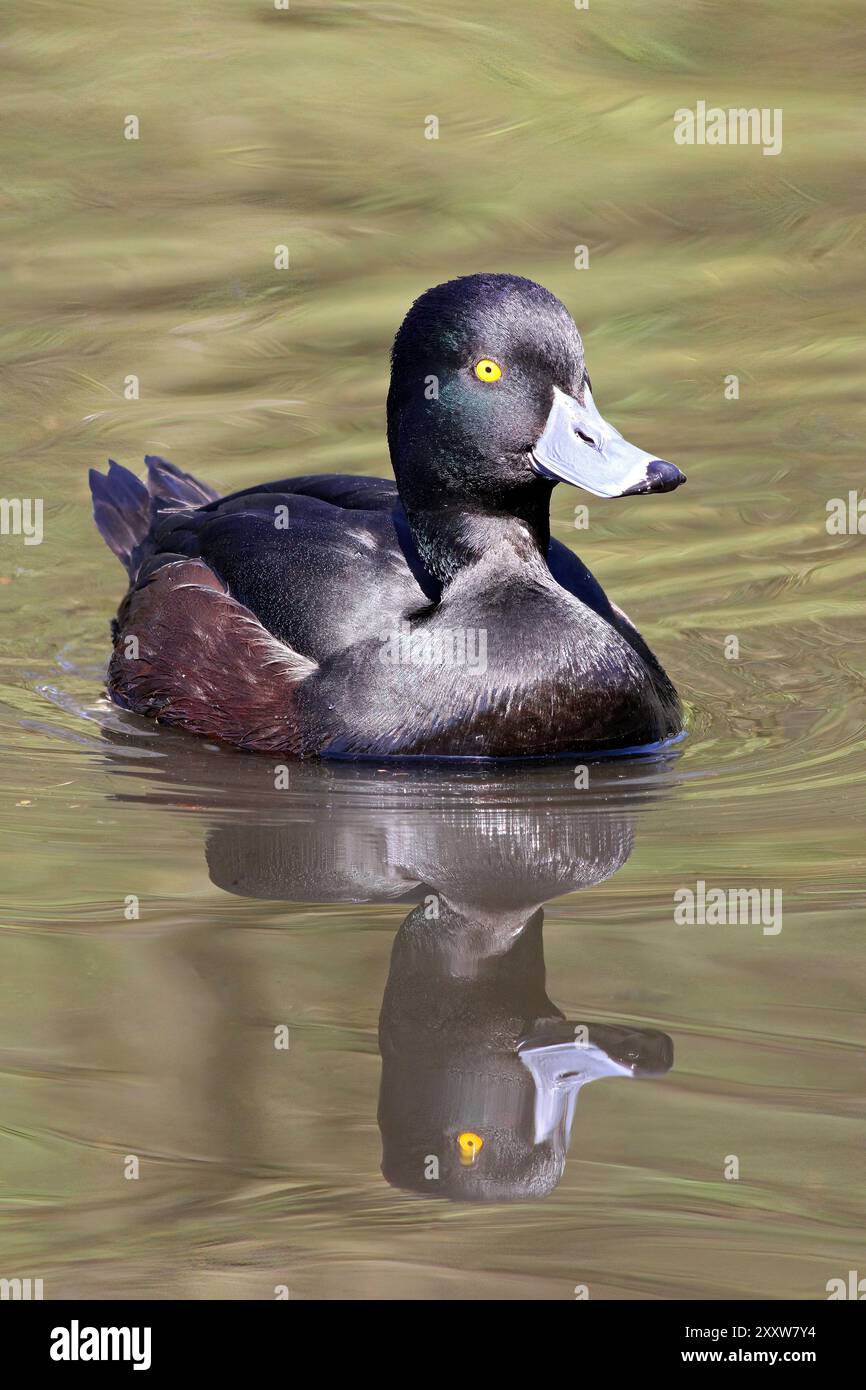 Female Tufted Duck Aythya fuligula Swimming On Water At Martin Mere WWT ...