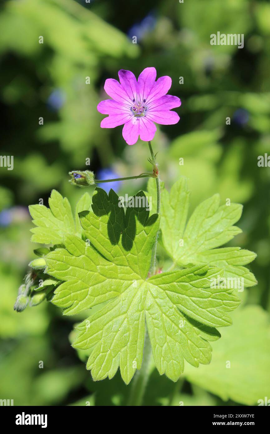 Round-leaved Crane's-bill - Geranium rotundifolium Stock Photo - Alamy
