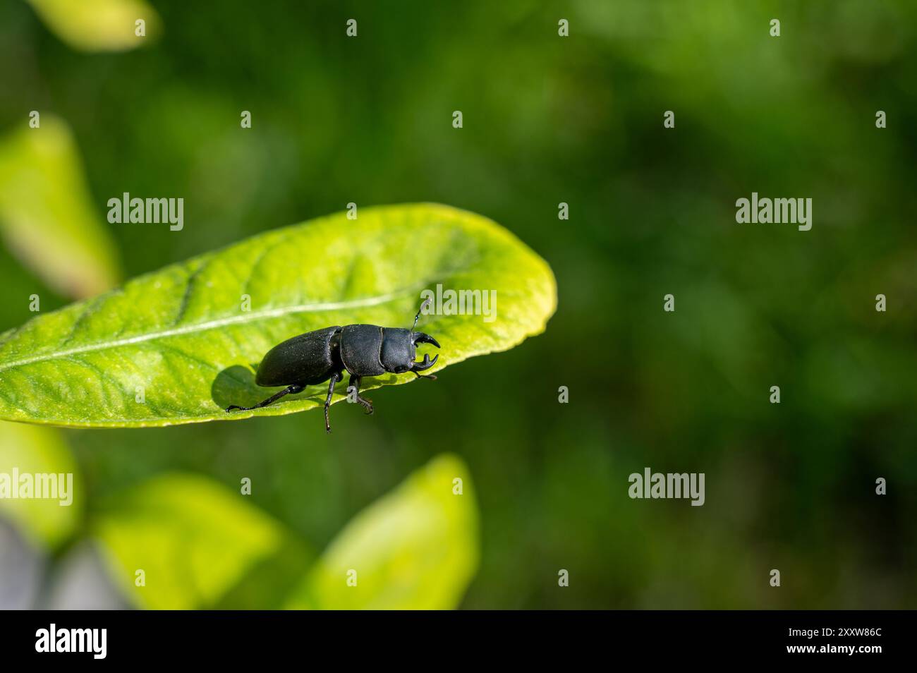 A bark beetle (Dorcus parallelipipedus) also called the dwarf stag ...