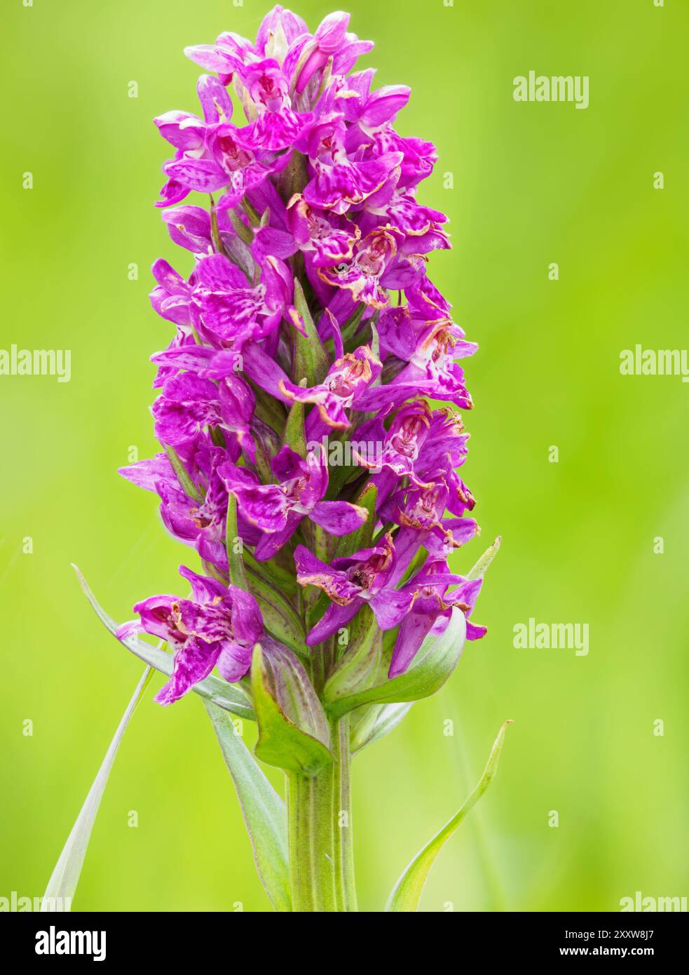 Stacked image of a common spotted orchid Stock Photo - Alamy