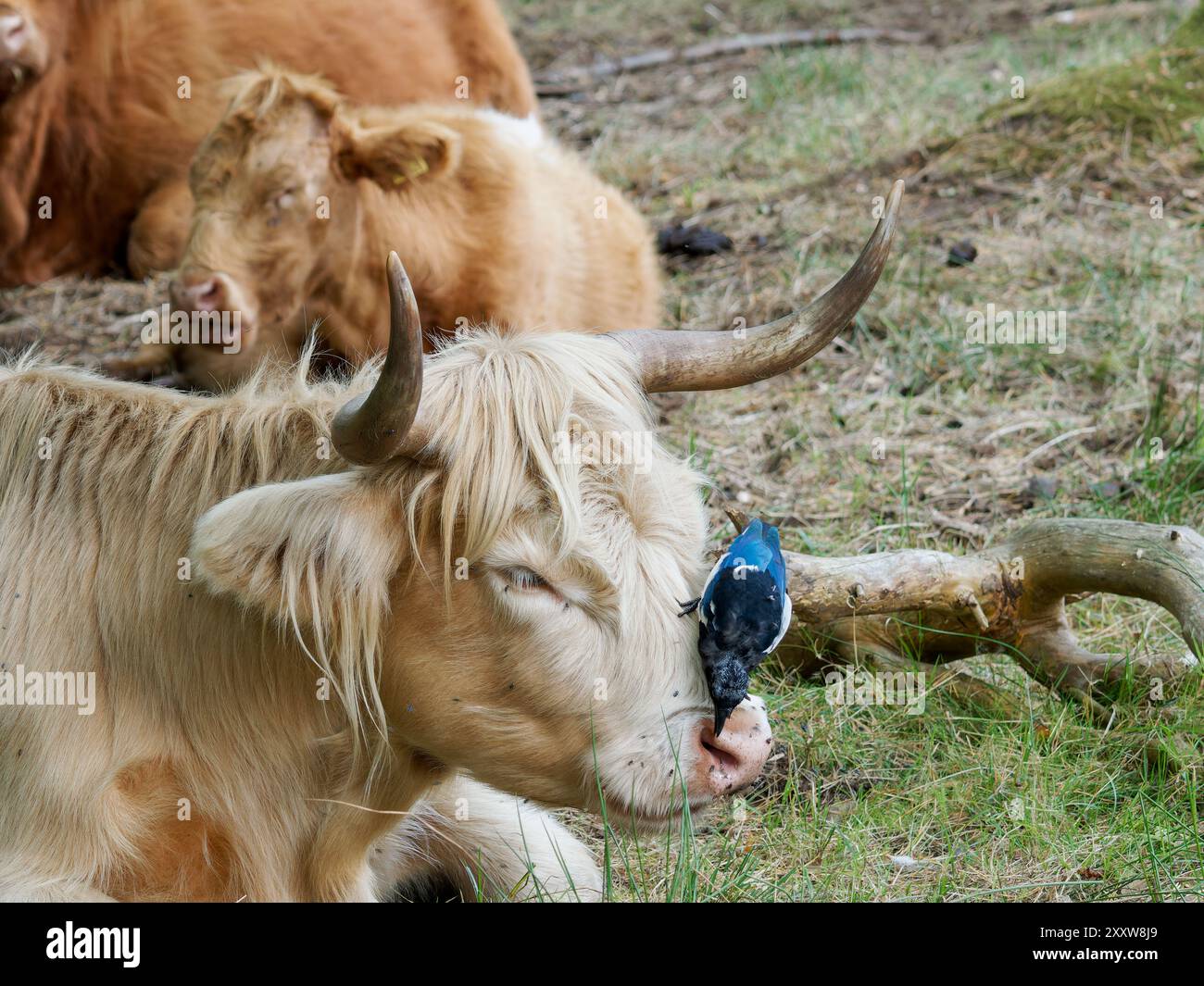 Magpie feeding on flies from the nose of a highland cattle Stock Photo ...