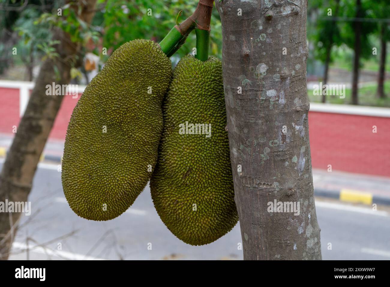 Ripe jackfruit hanging from a tree branch. artocarpus heterophyllus ...