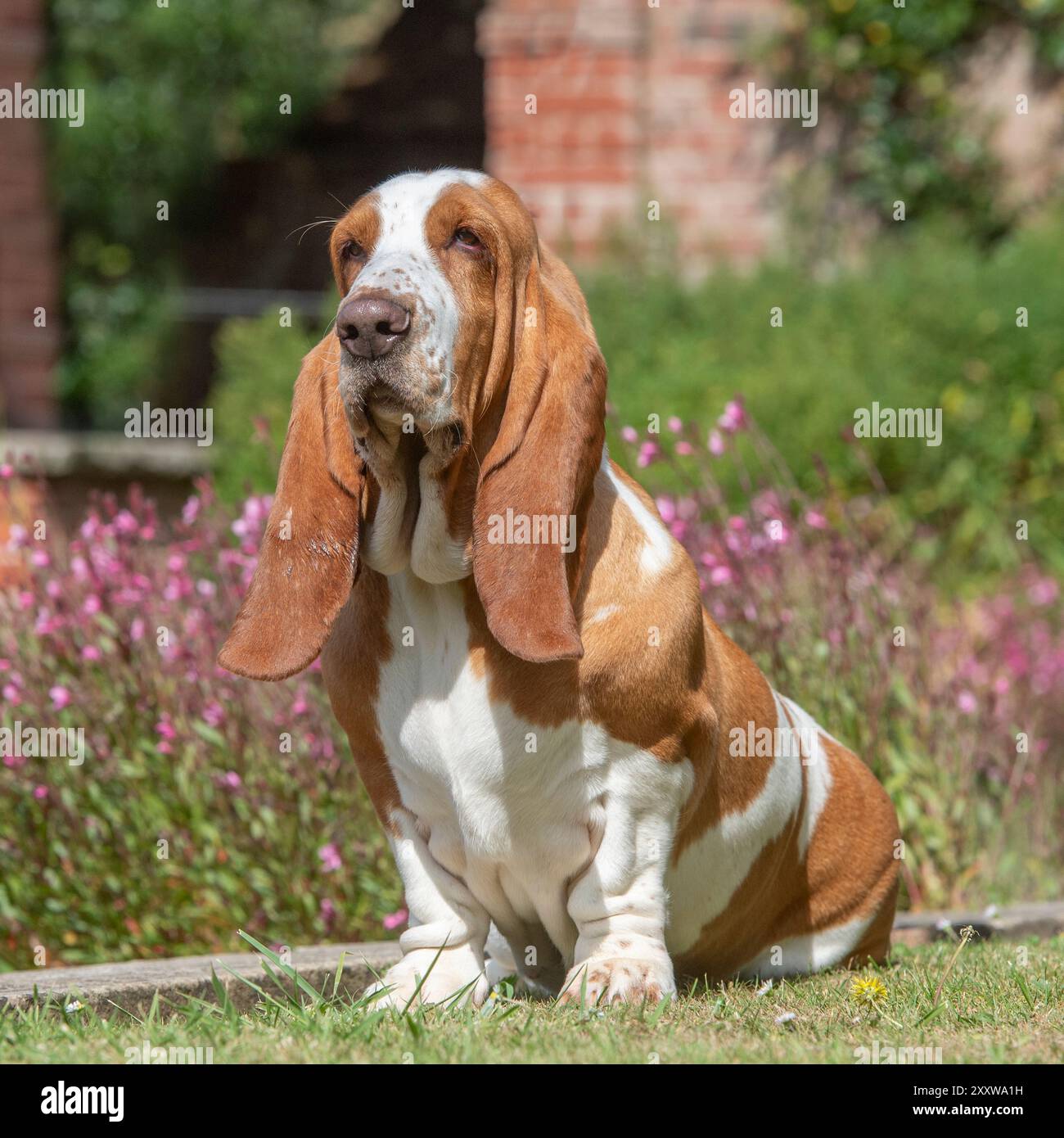 basset hound sitting in a garden in the summertime Stock Photo - Alamy