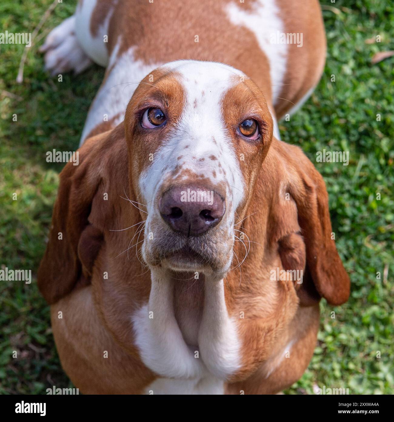 basset hound looking up at camera Stock Photo - Alamy