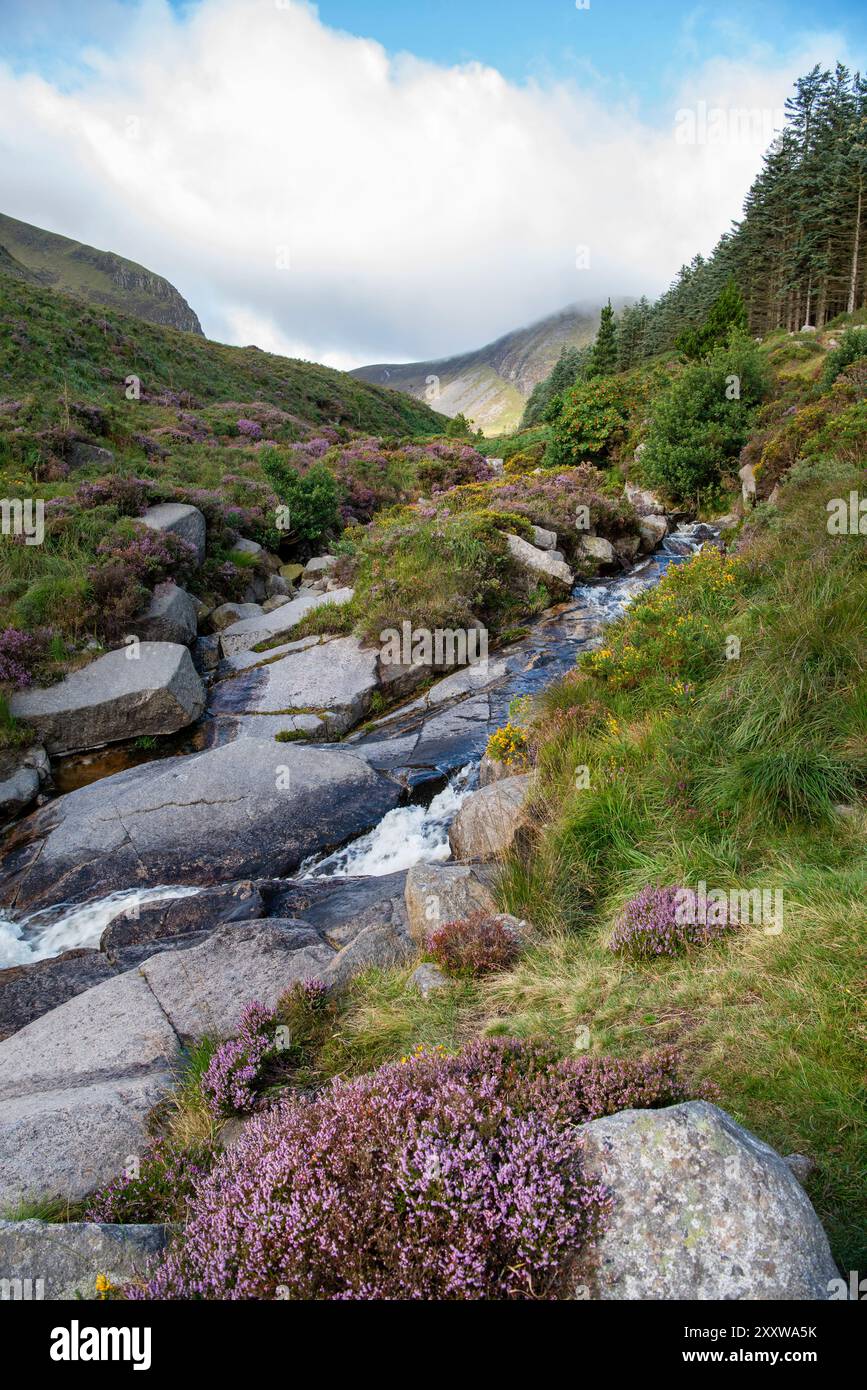 Mughdhorna hi-res stock photography and images - Alamy