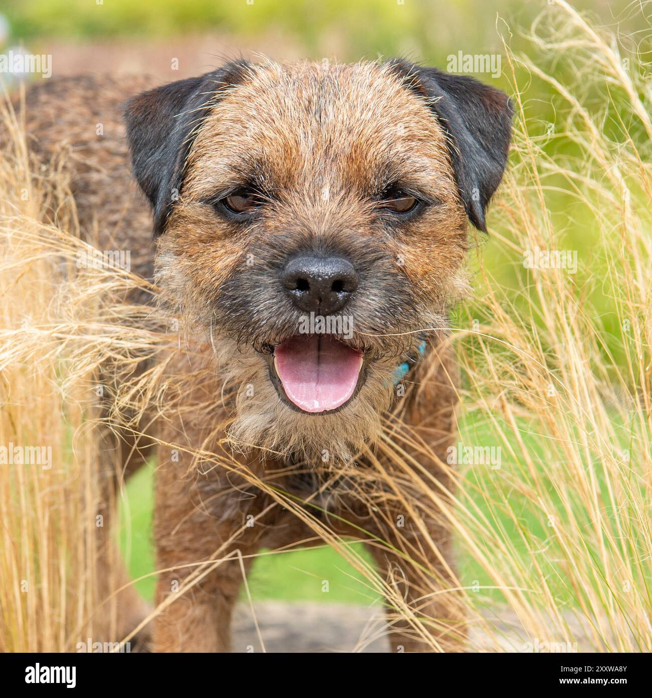 cute border terrier dog smiling in natural setting Stock Photo - Alamy