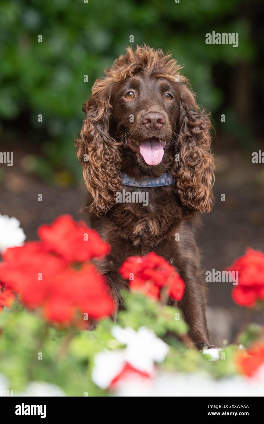 chocolate working english cocker spaniel dog in the garden Stock Photo ...
