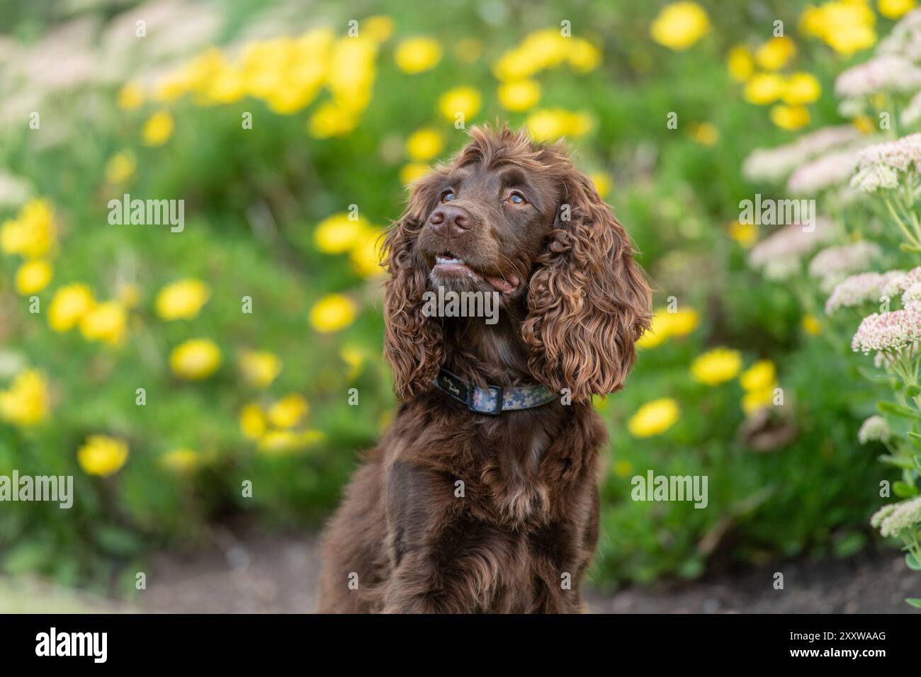chocolate working english cocker spaniel dog in the garden Stock Photo ...