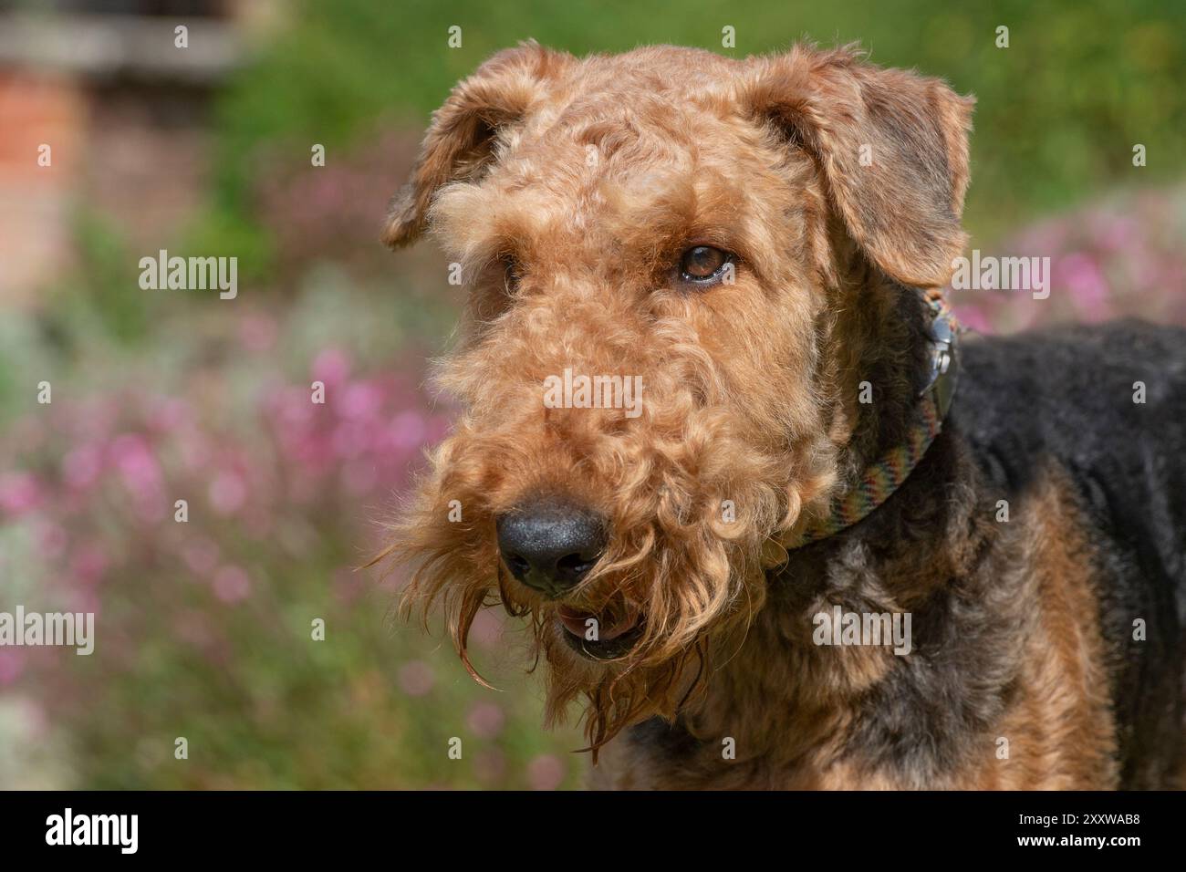 Close up head shot garden hi-res stock photography and images - Alamy