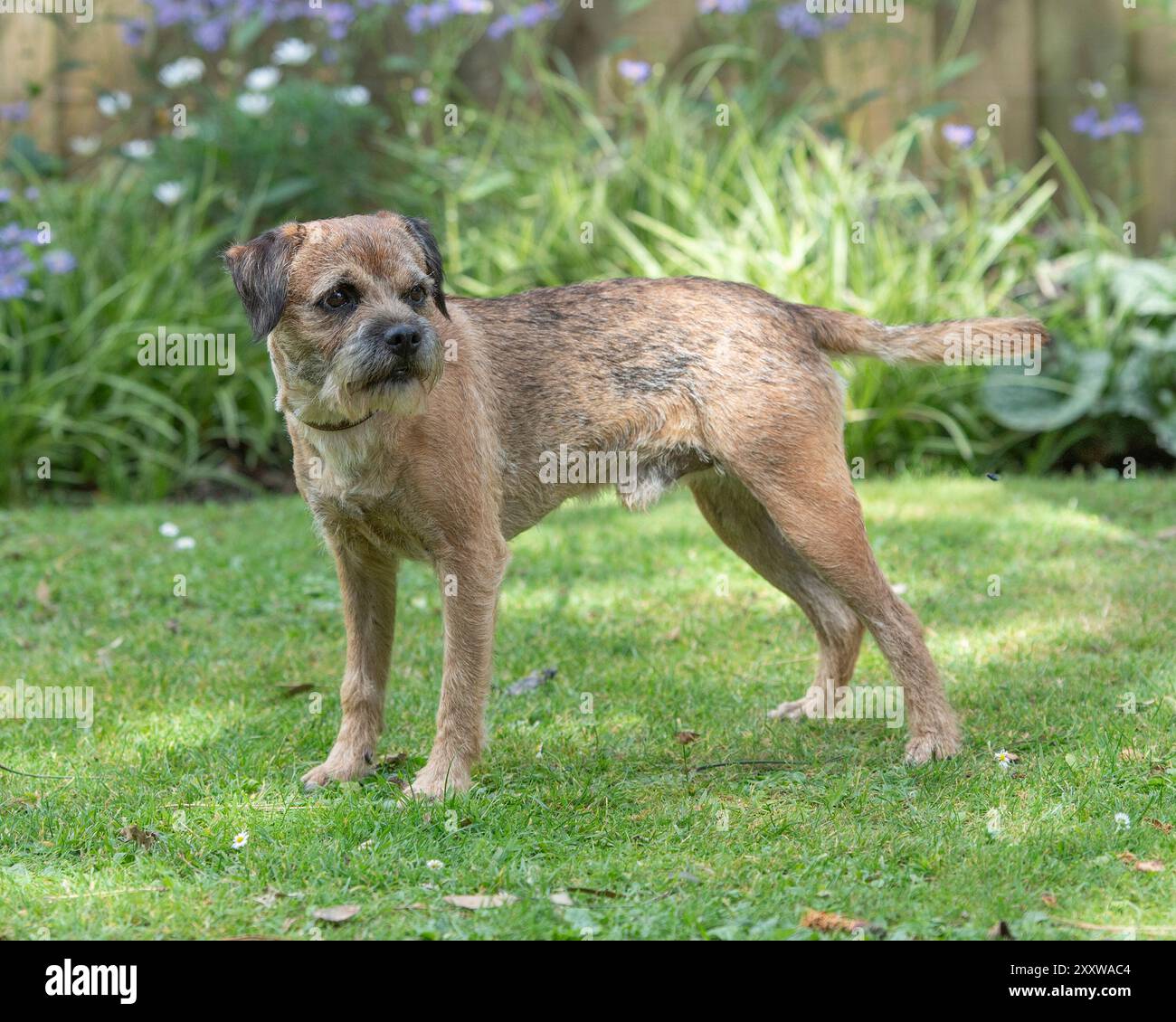 Border terrier side profile hi-res stock photography and images - Alamy