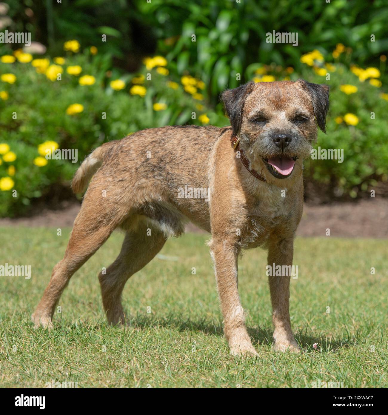 Border terrier side profile hi-res stock photography and images - Alamy