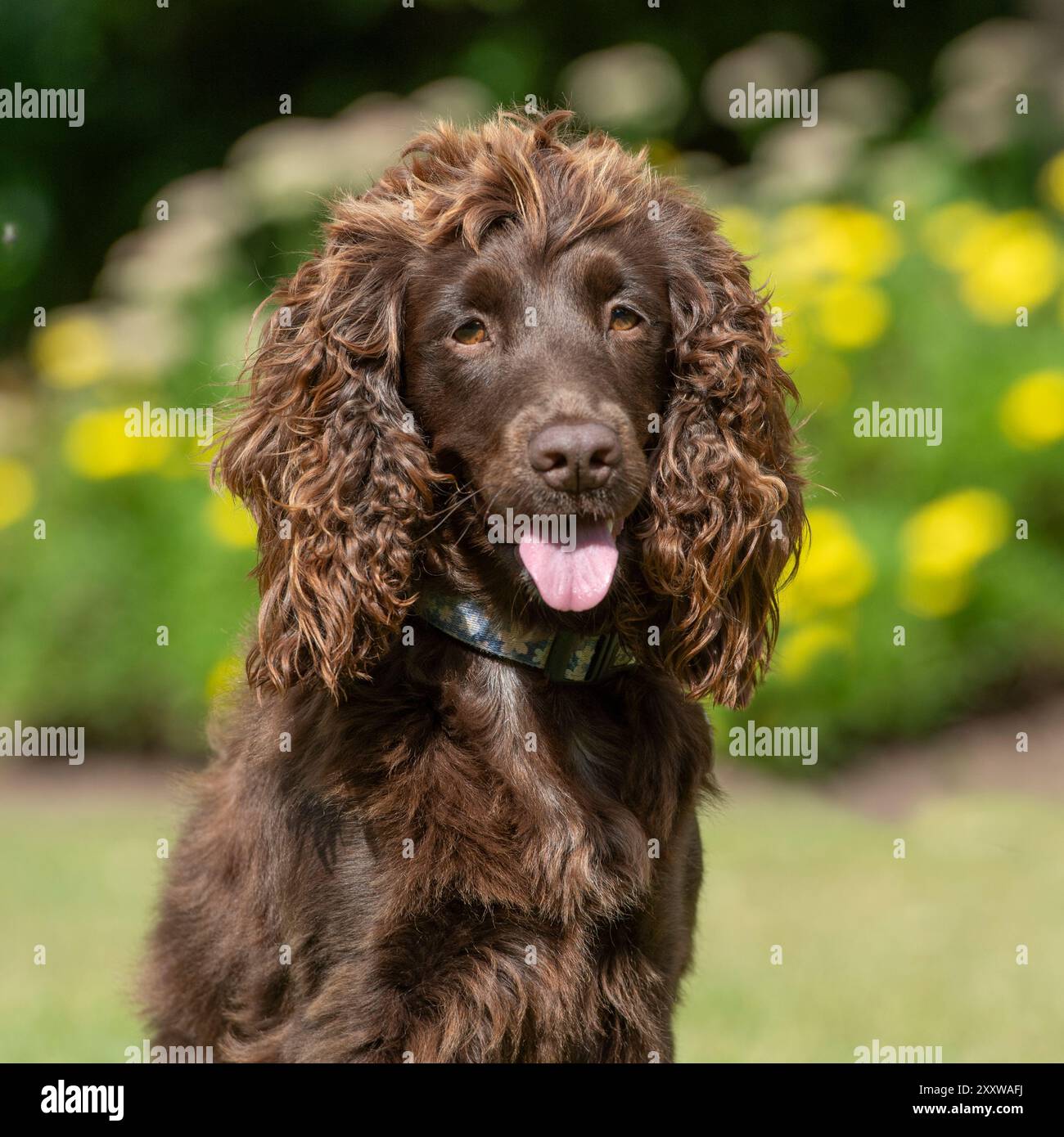 chocolate working english cocker spaniel dog in the garden Stock Photo ...
