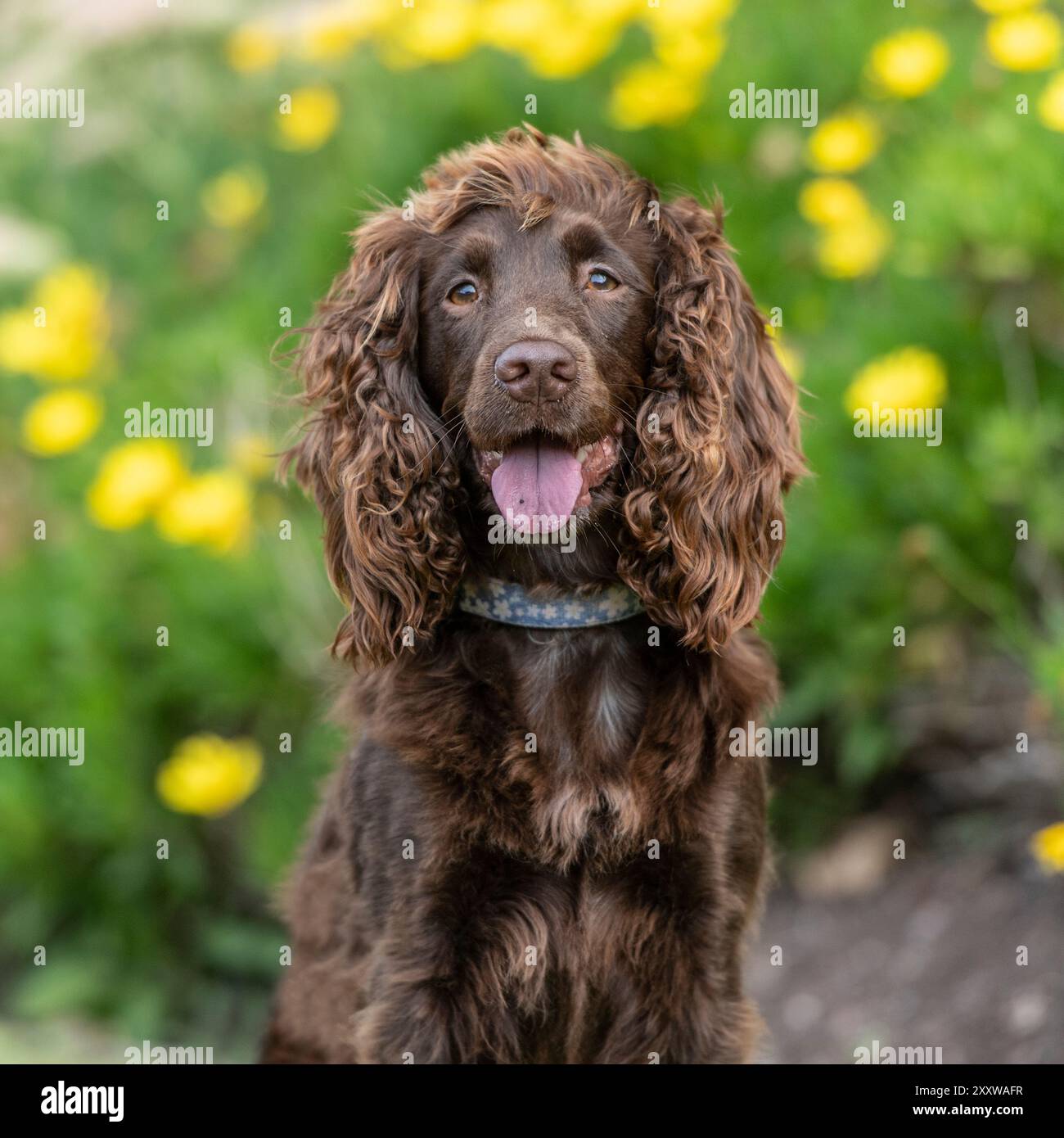 Cocker spaniel flowers hi-res stock photography and images - Alamy